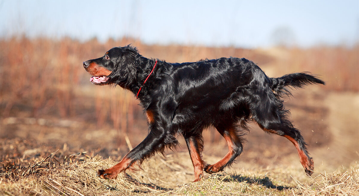 Seter szkocki - Gordon - Zoocial.pl